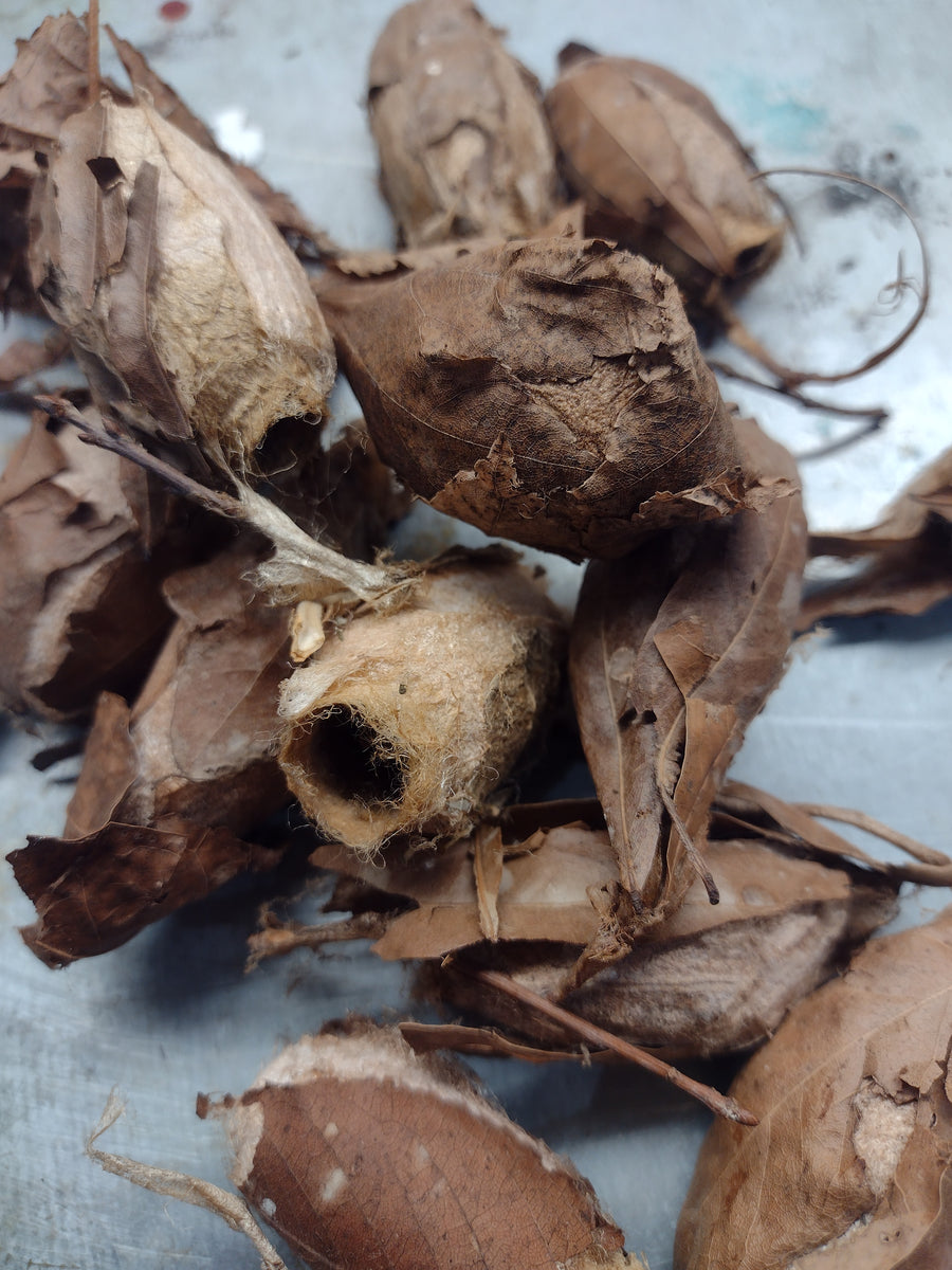 Empty Silkmoth Cocoon – Sagebrush Butterflies