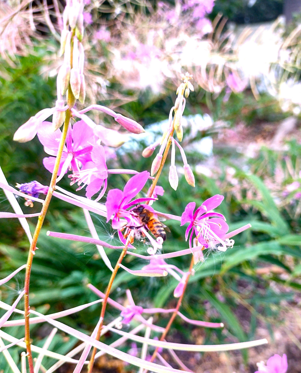 Fireweed Seed – Sagebrush Butterflies