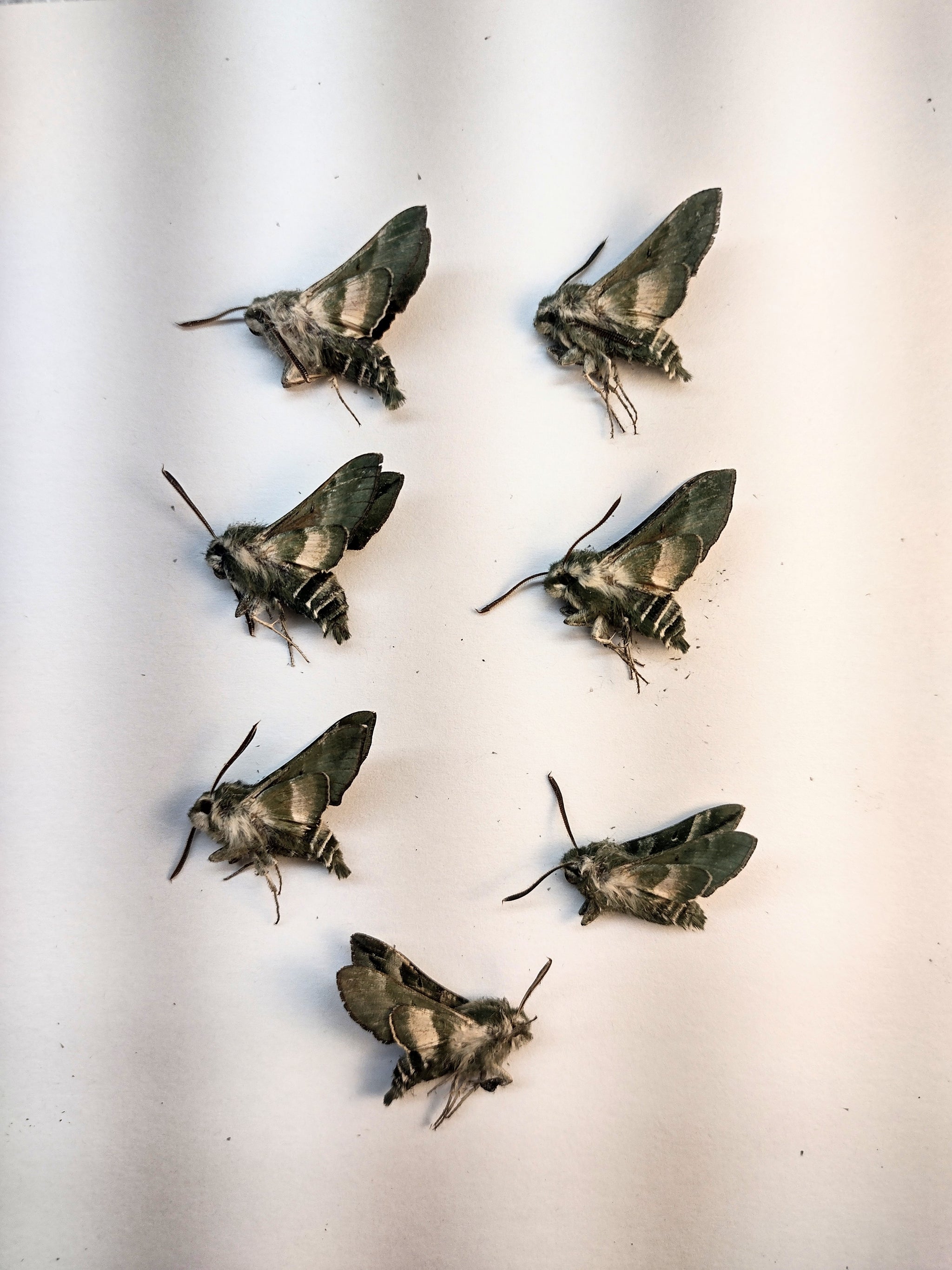 Dried Specimens – Sagebrush Butterflies