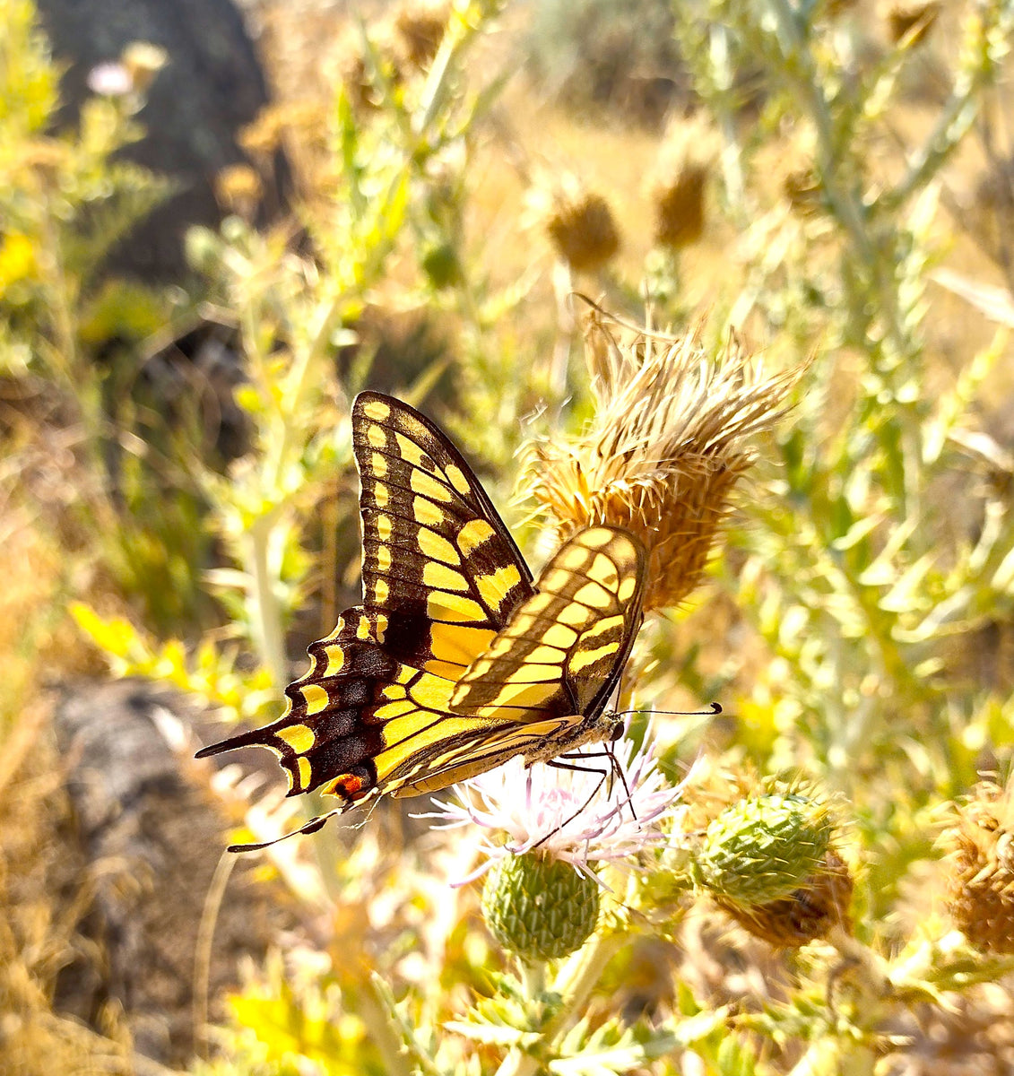 Oregon Swallowtail Chrysalis -- LIVE BUTTERFLY – Sagebrush Butterflies