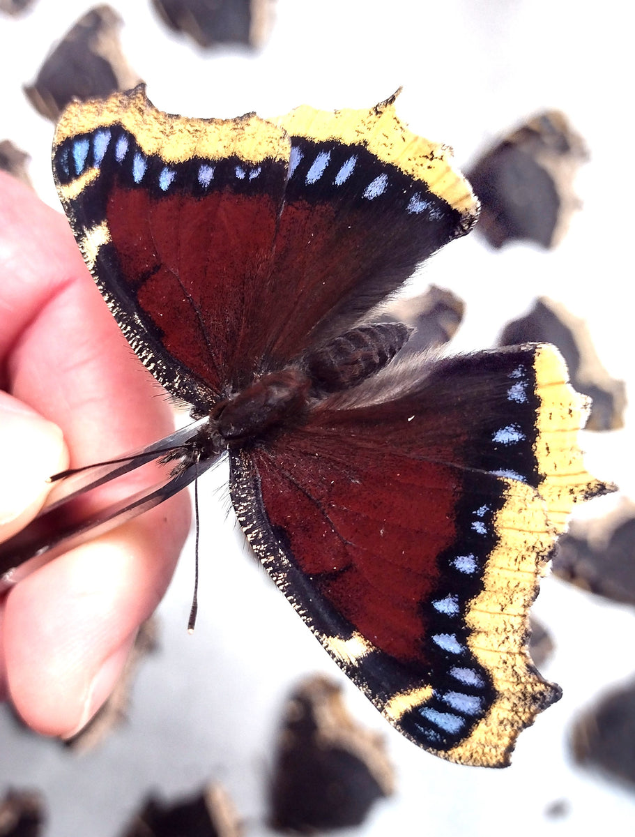 Mourning Cloak Butterfly dried specimen – Sagebrush Butterflies