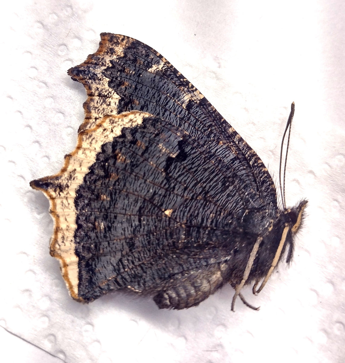 Mourning Cloak Butterfly dried specimen – Sagebrush Butterflies